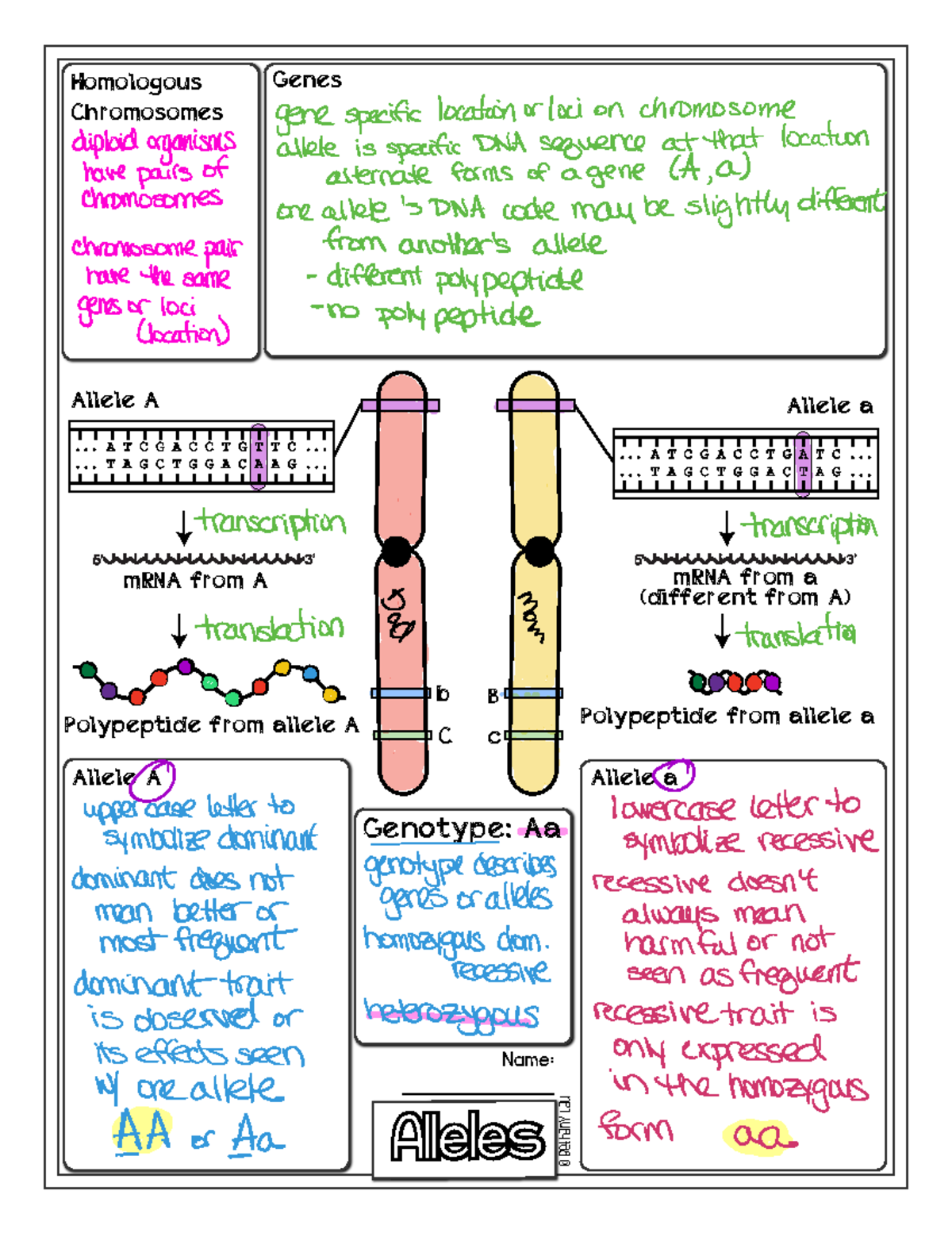 Mendel Genetics Notes: Understanding Alleles and Traits - Studocu