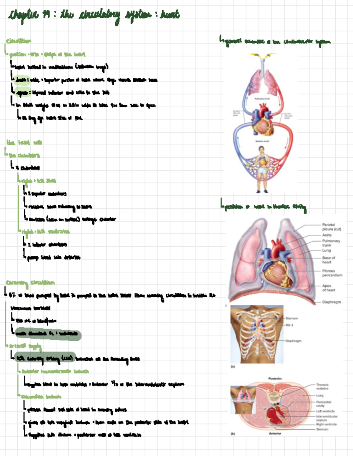 Chapter 19 the circulatory system heart - Chapter 19:the ...