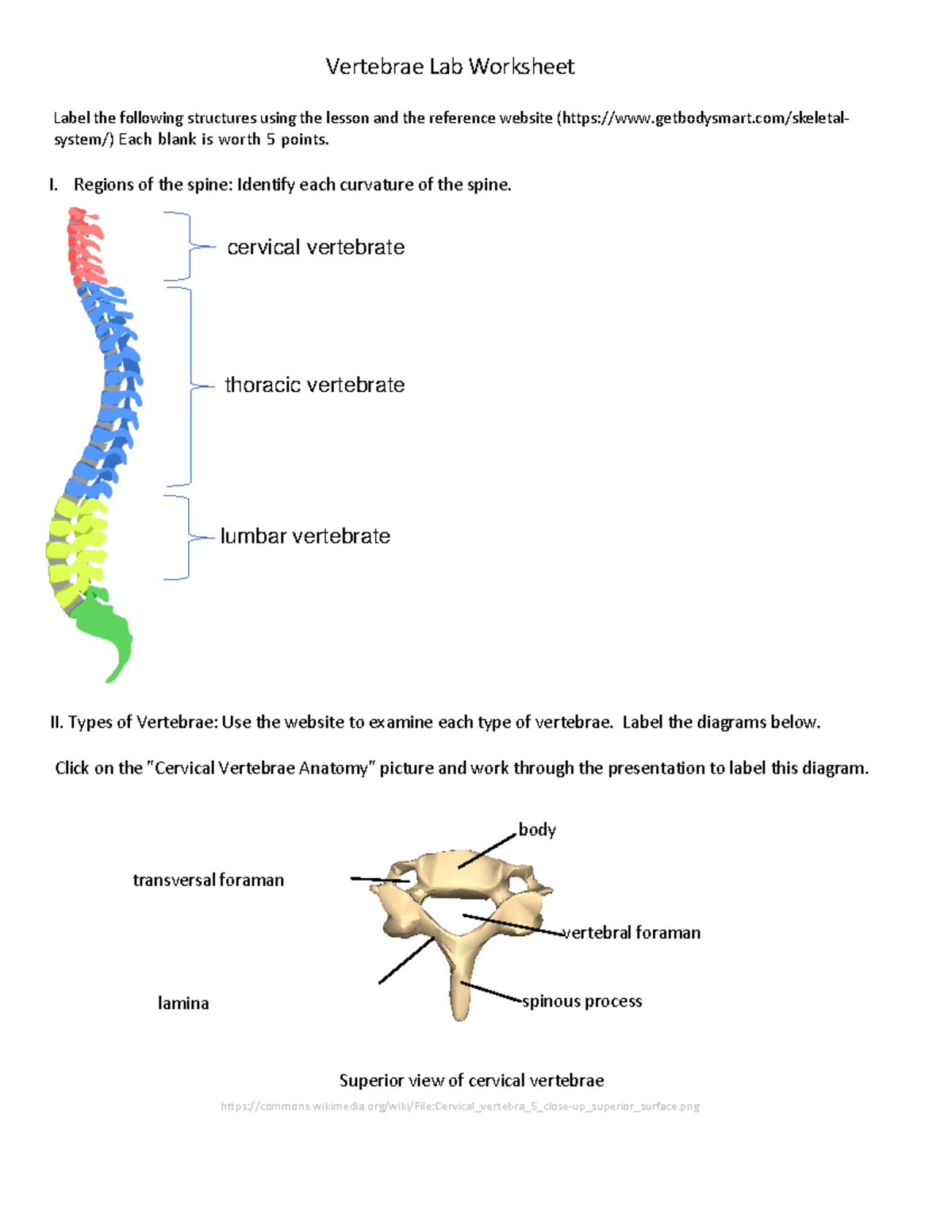 Vertebrae+Lab+Student+worksheet - Vertebrae Lab Worksheet II. Types of ...