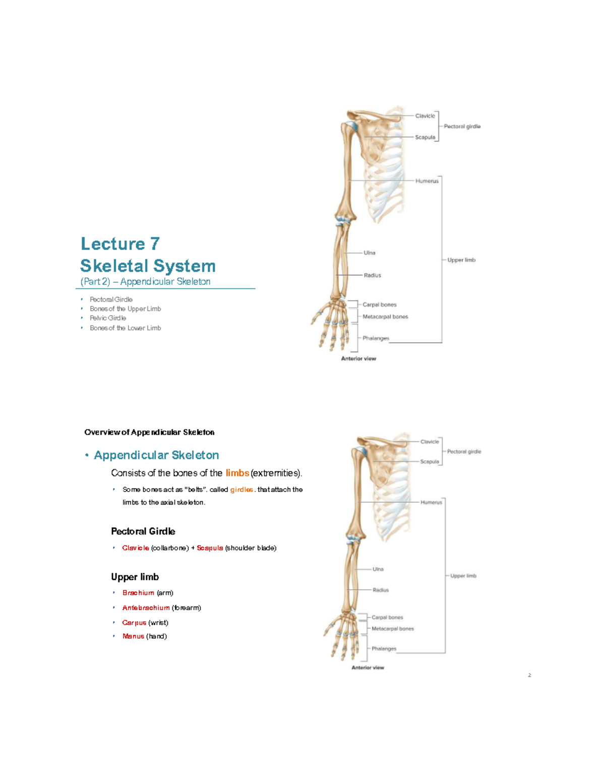 Lecture 7: Appendicular Skeleton Overview - Pectoral & Pelvic Girdles - Studocu