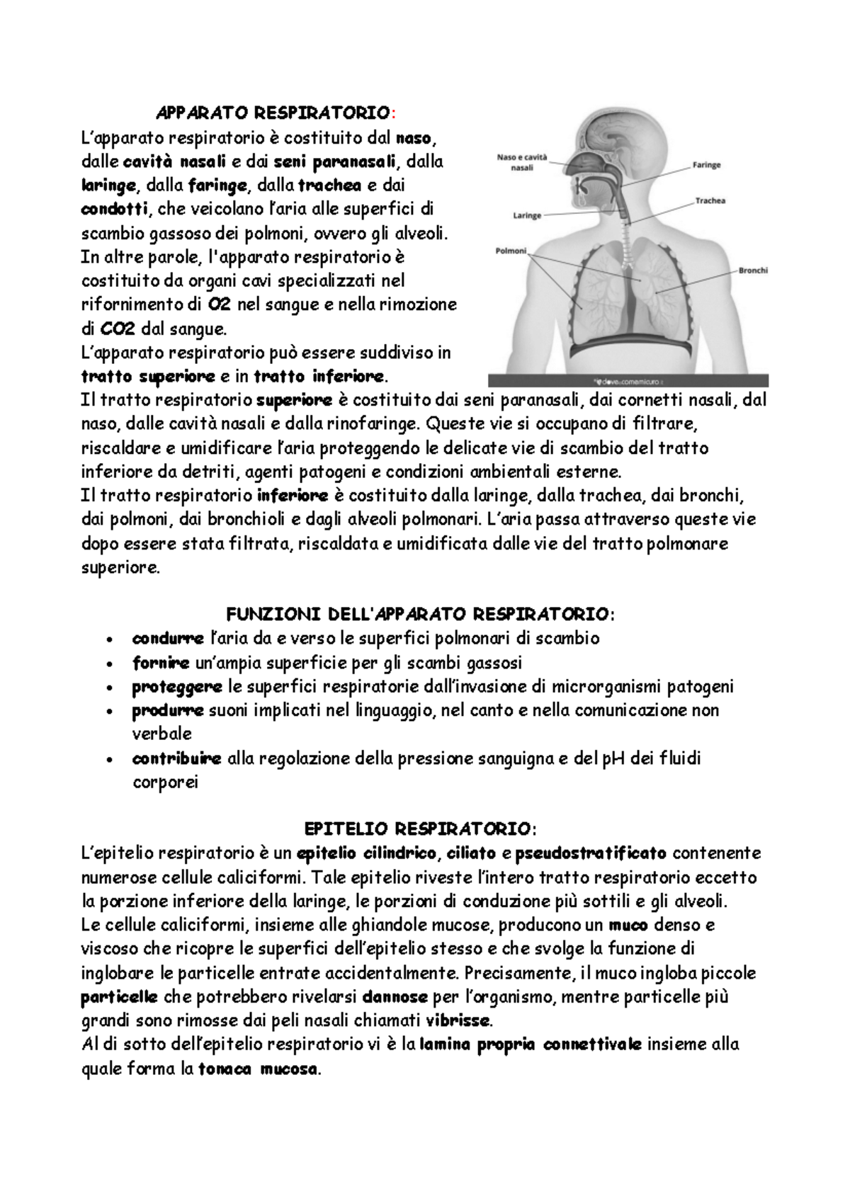 APPARATO RESPIRATORIO: Struttura e Funzioni del Sistema Respiratorio ...
