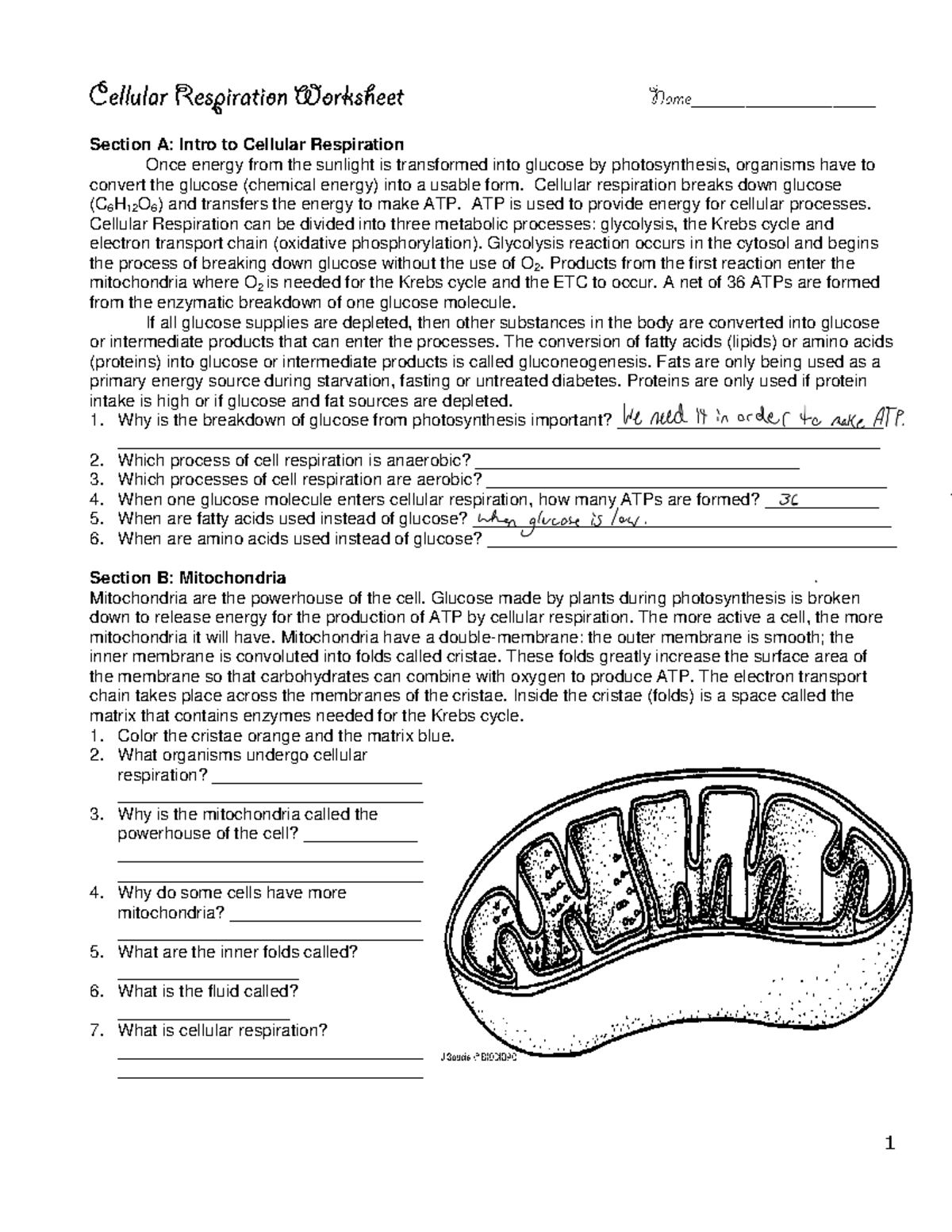 Cellular Respiration Worksheet