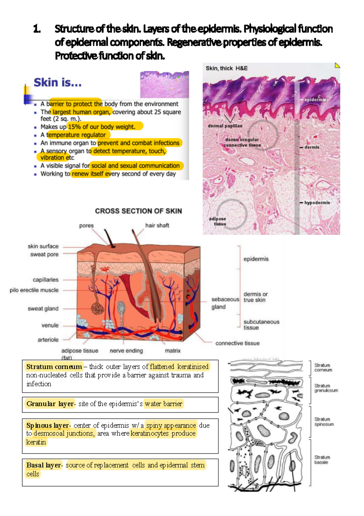 Final Exam Synopsis: Structure and Functions of Skin (DERM101) - Studocu
