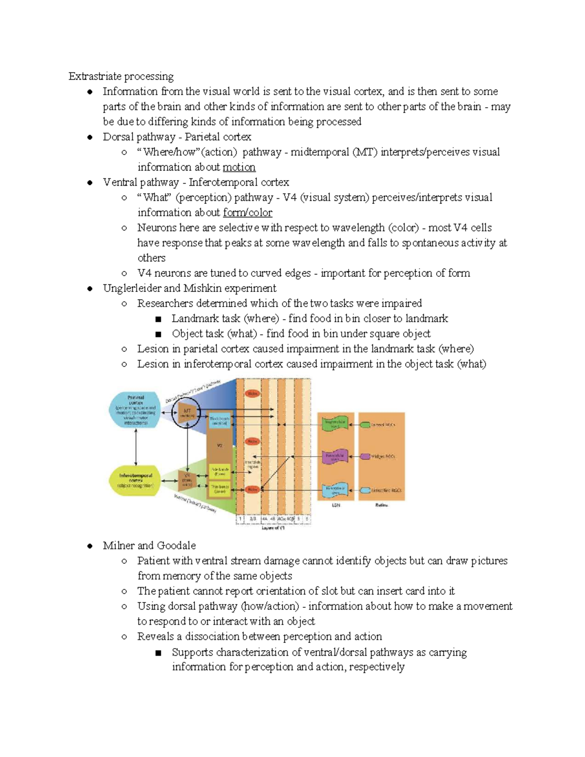 Visual Processing Pathways: Dorsal vs. Ventral Systems Study - Studocu