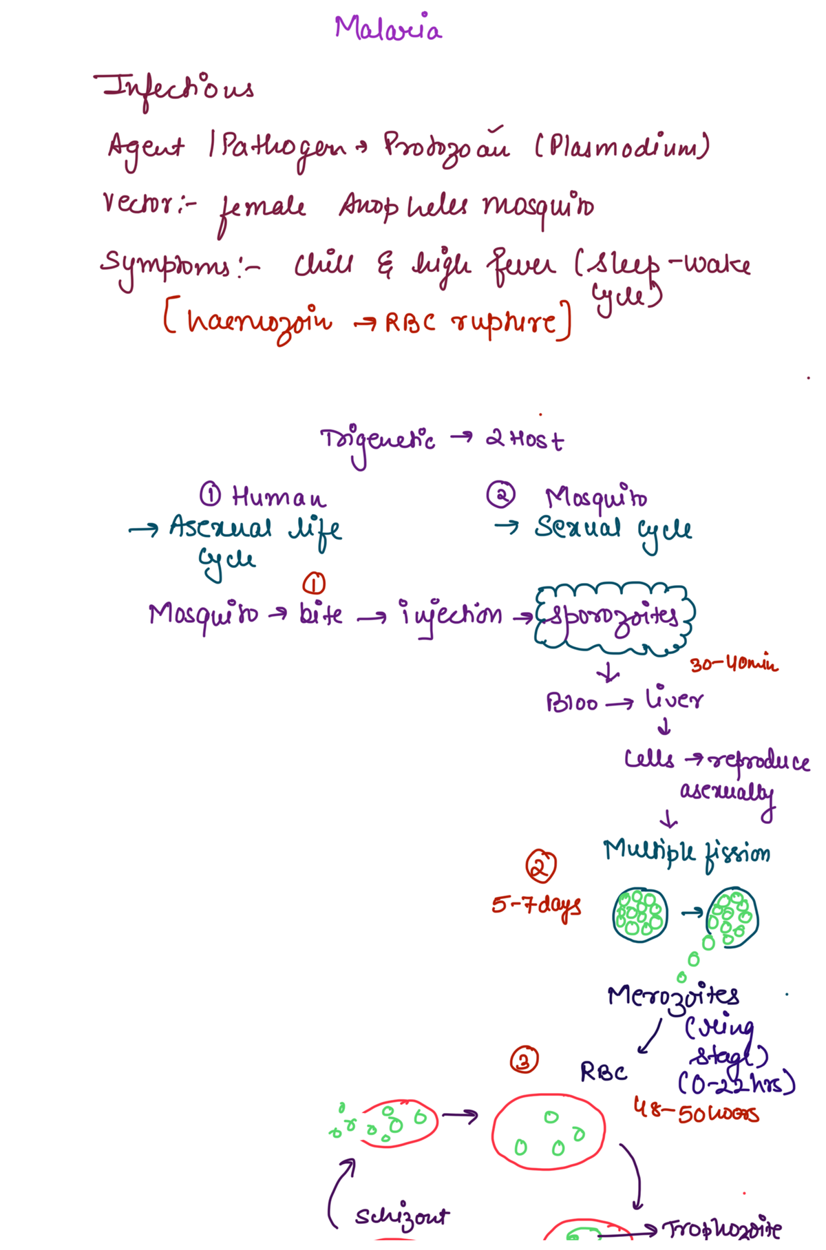 Malaria: Biology of Plasmodium & Its Life Cycle - Notes - Studocu