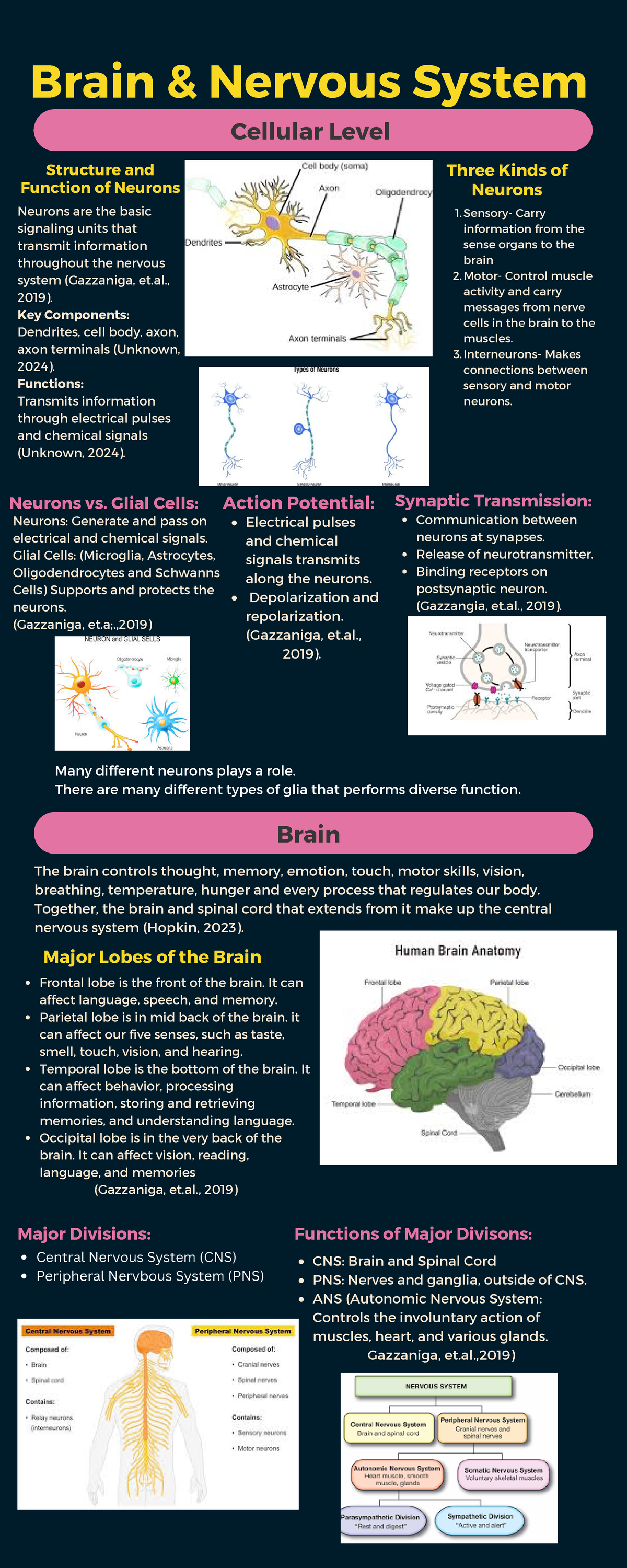 CNS 101: Brain and Nervous System Infographic Overview - Studocu
