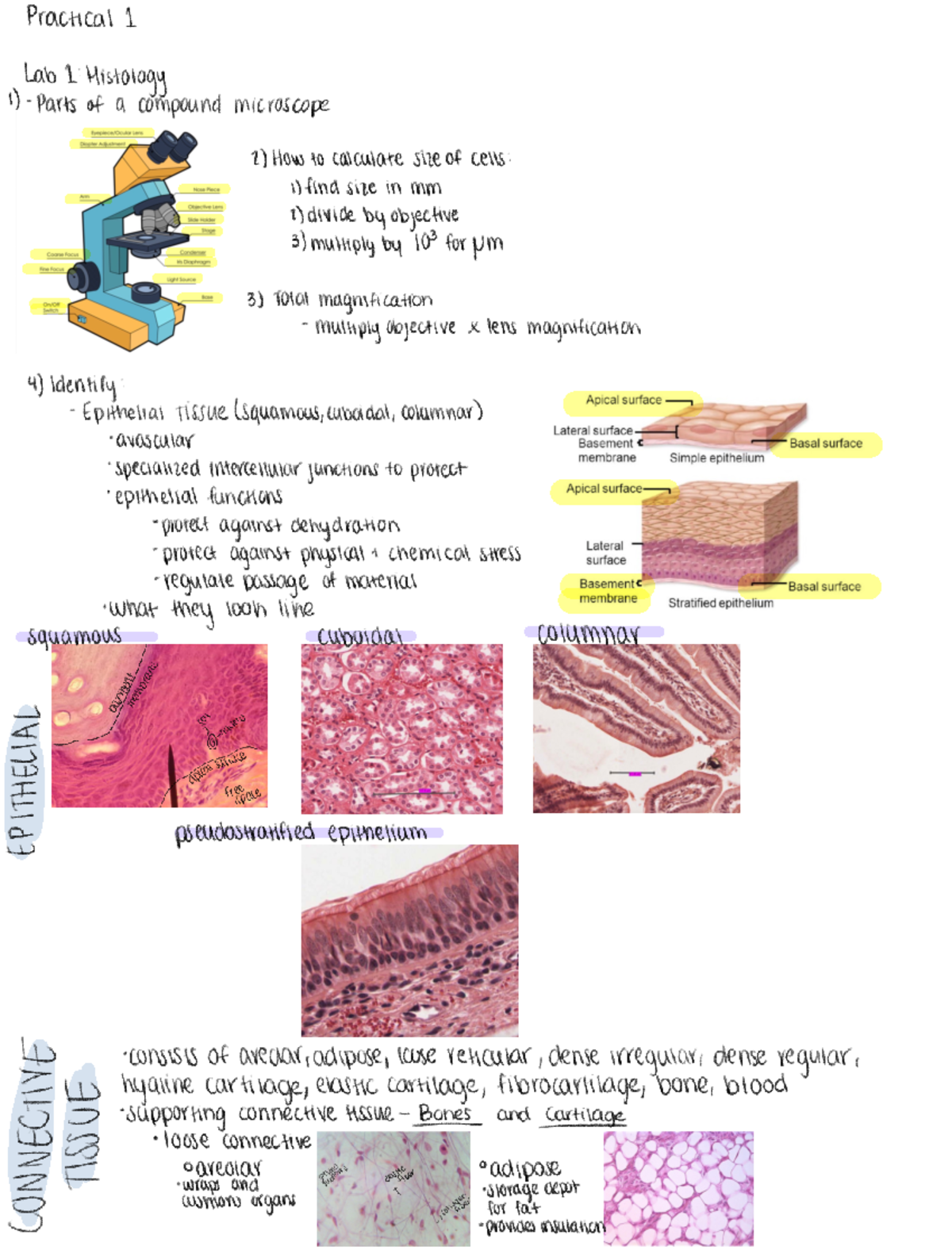 Practical Study Guide - Practical 1 Lab 1 Histology Parts of a compound ...