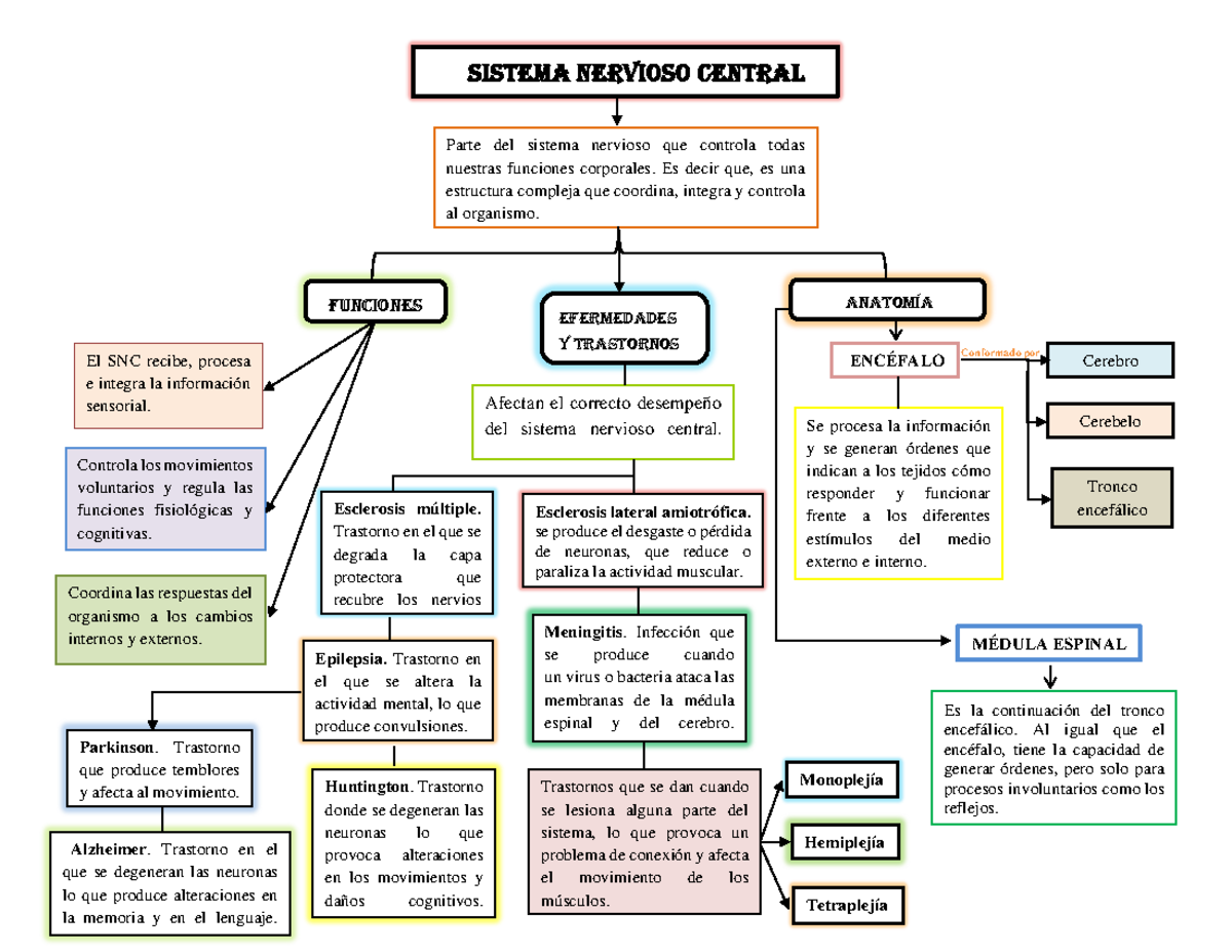 Organizador Gráfico del Sistema Nervioso Central y Sus Funciones - Studocu