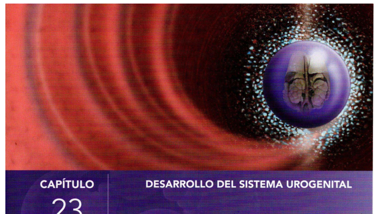 CAPÍTULO 23: DESARROLLO DEL SISTEMA UROGENITAL - EMBRIOLOGÍA HUMANA ...