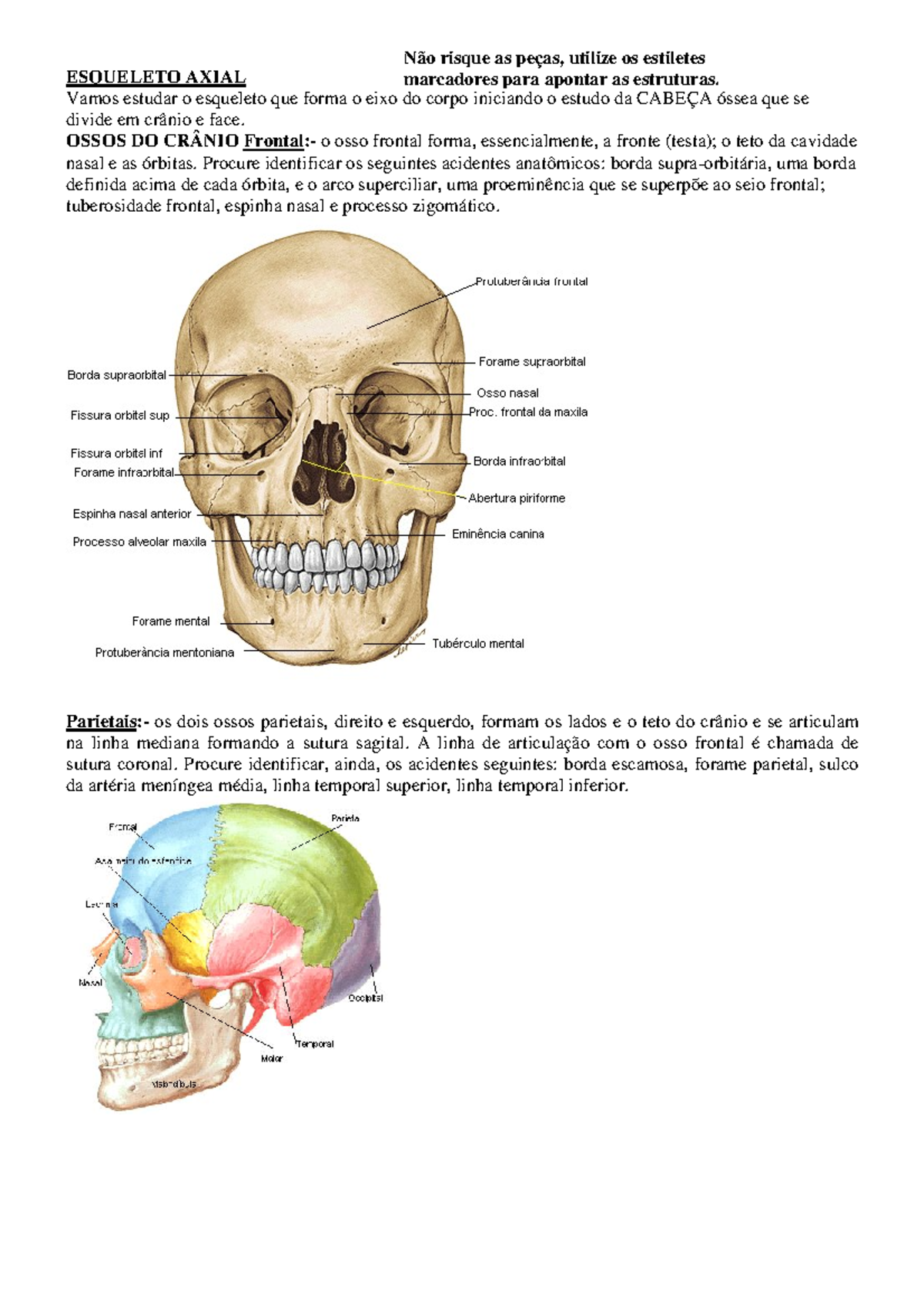 Estudo do Esqueleto Axial: Crânio e Face - Anatomia Humana - Sobotta ...