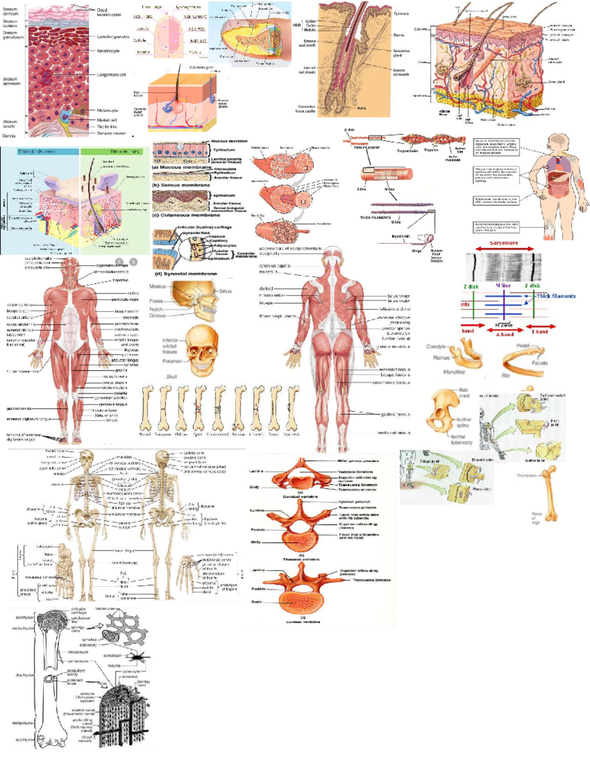 Anatomy and Physiology Study Guide Cheat Sheet - Free Edge Hyponychium ...