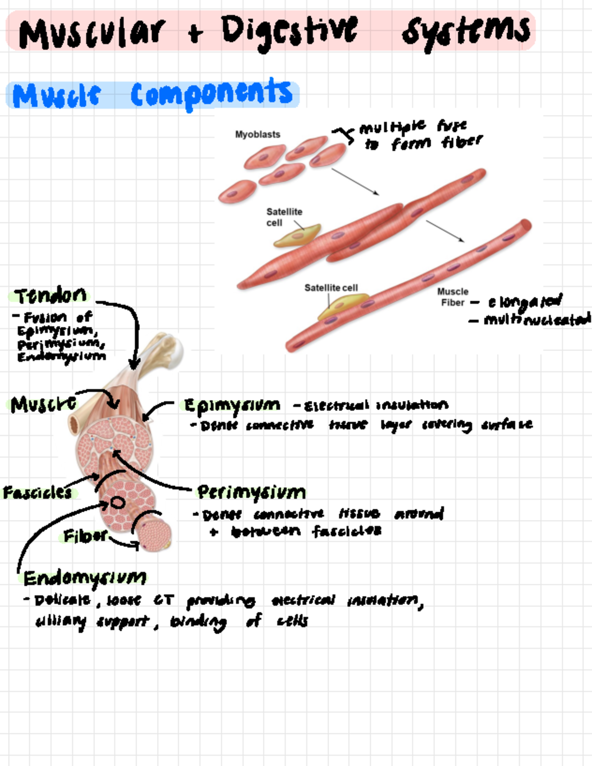 Muscular System (BIO101) - Class Lecture Notes and Video Highlights ...