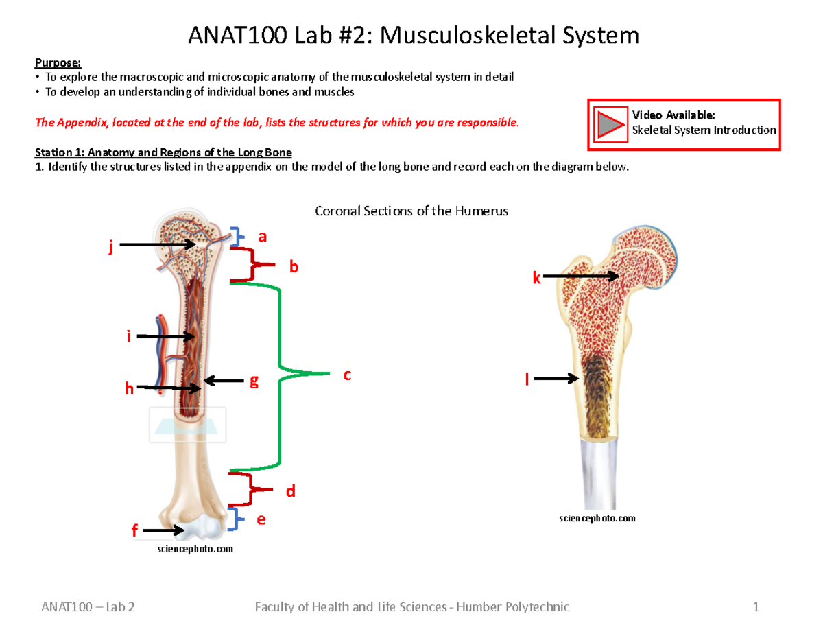 ANAT100 Lab 2: Detailed Study of the Musculoskeletal System - Studocu