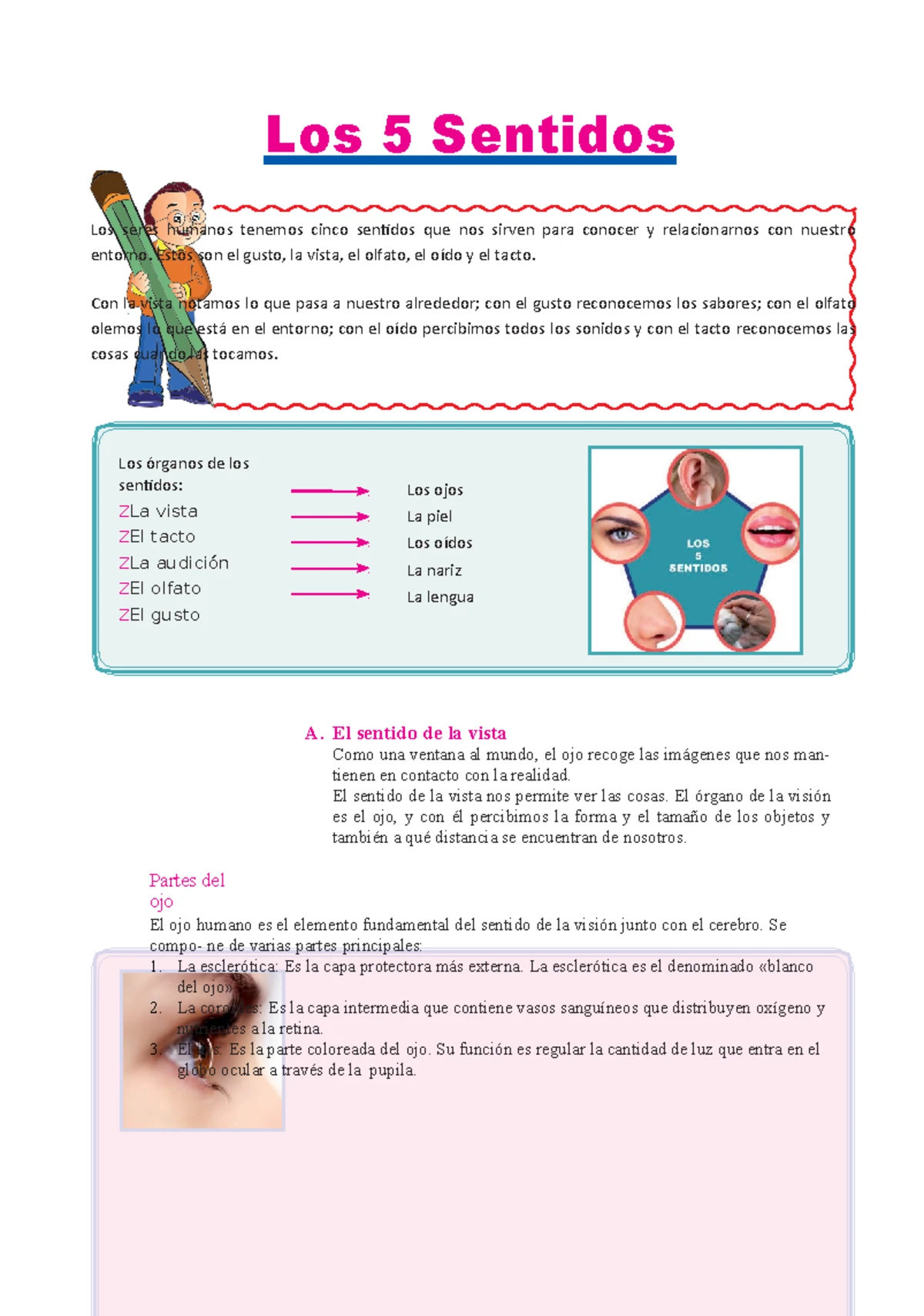 Sistema Nervioso Central - Actividad de Aprendizaje para 5to Grado ...