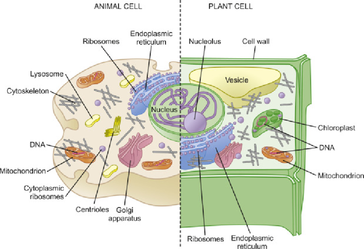 Cell Structures: Animal & Plant Cells Overview (1000186099) - Studocu