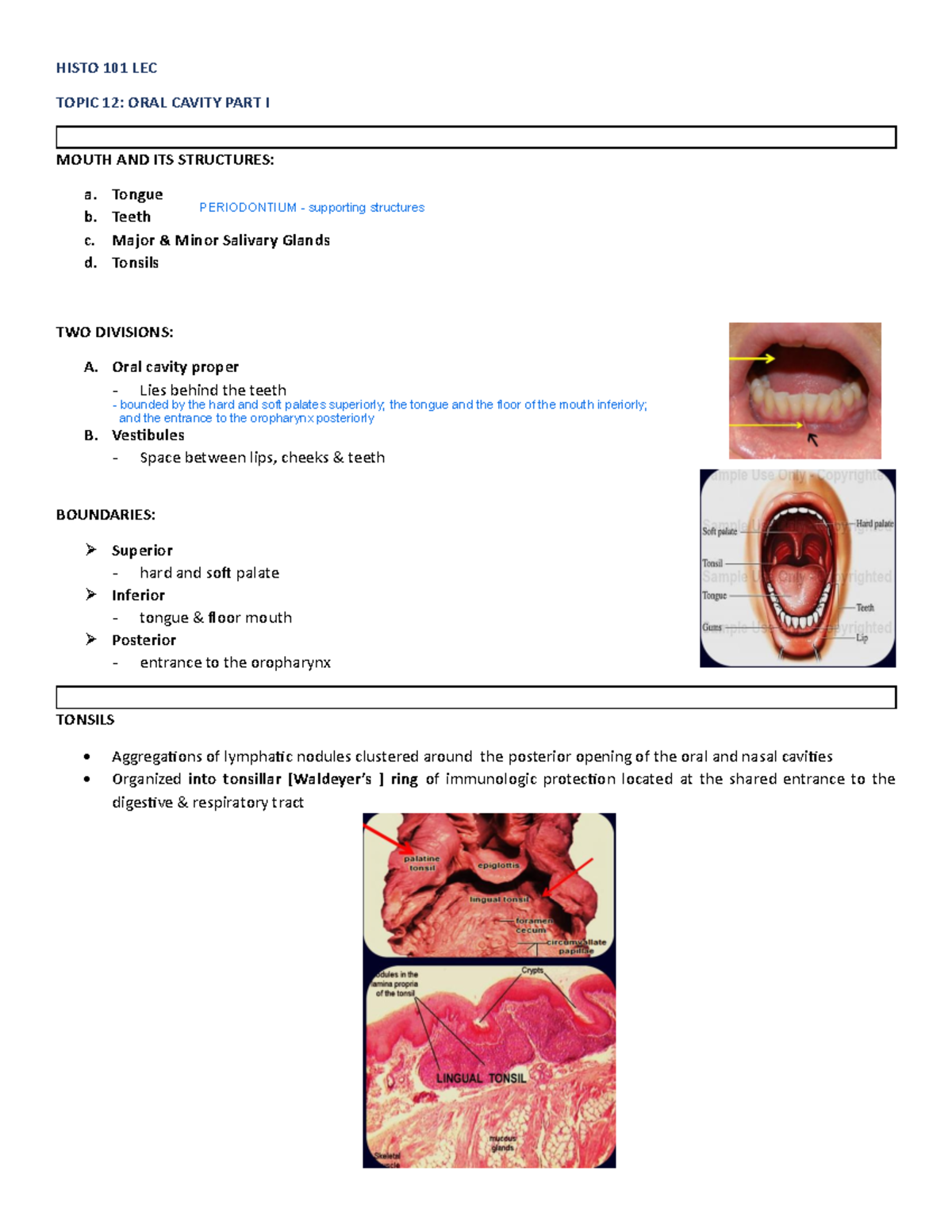 HISTO 101 LEC TOPIC 12: ORAL CAVITY STRUCTURES AND FUNCTIONS - Studocu