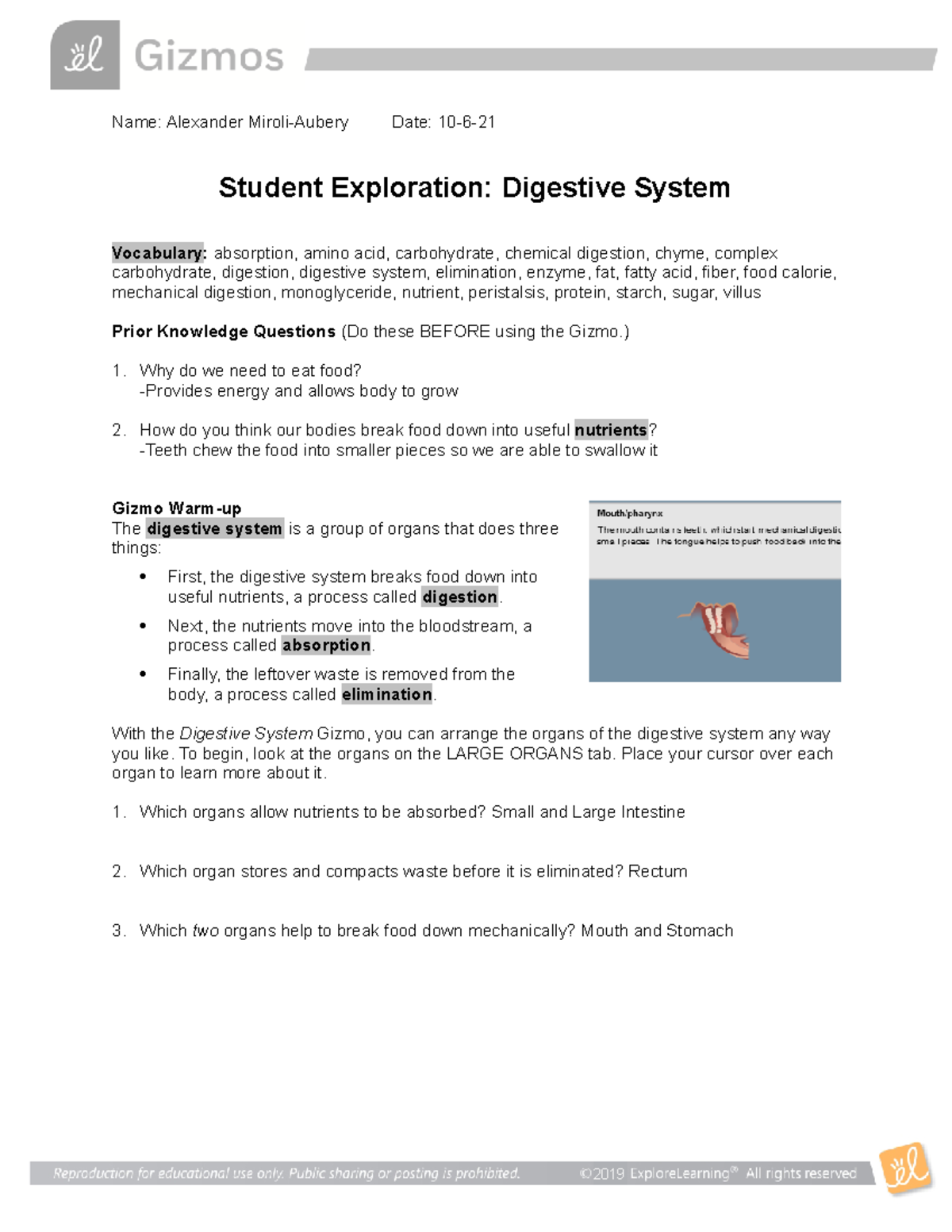 Digestive System - Student Worksheet for Exploration Activities - Studocu