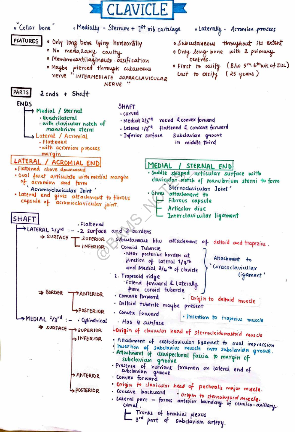 Anatomy (Bones) - Comprehensive Study Notes for MBAN - Studocu