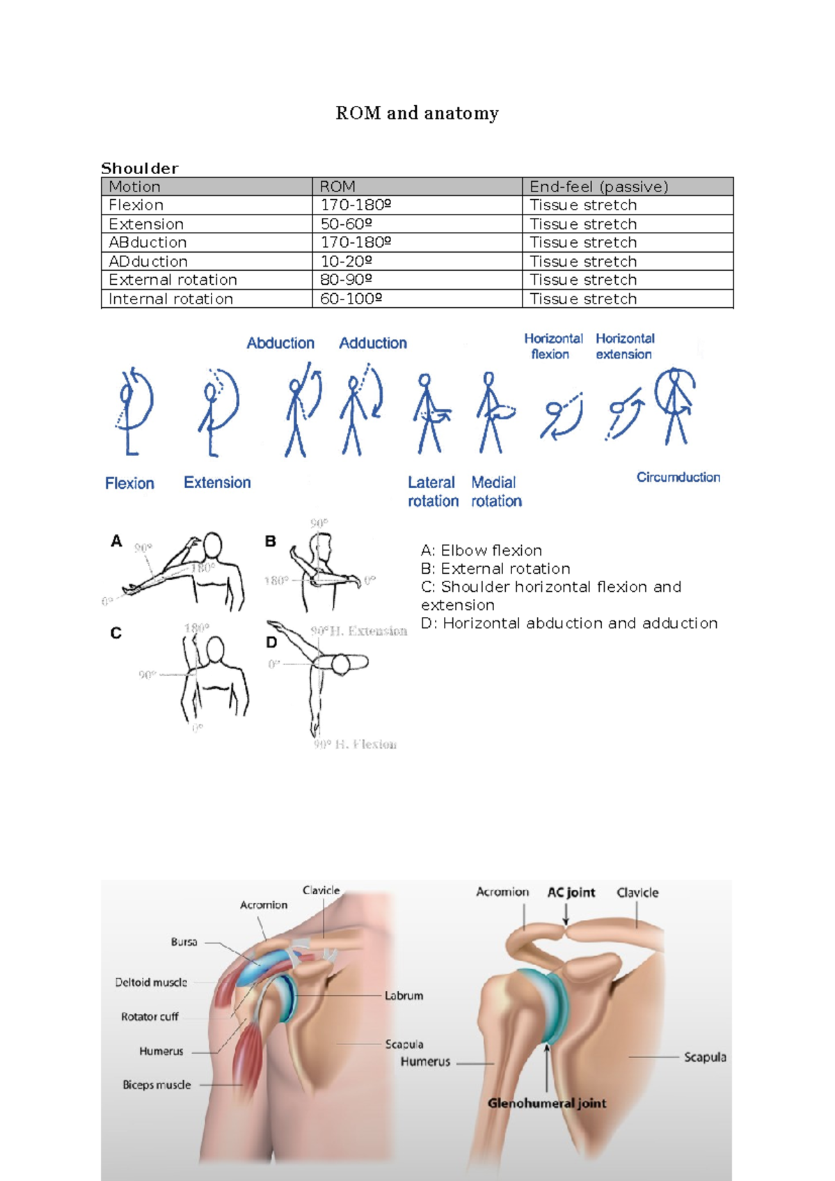 Anatomy & ROM Basic Exam Overview for Musculoskeletal System - Studeersnel