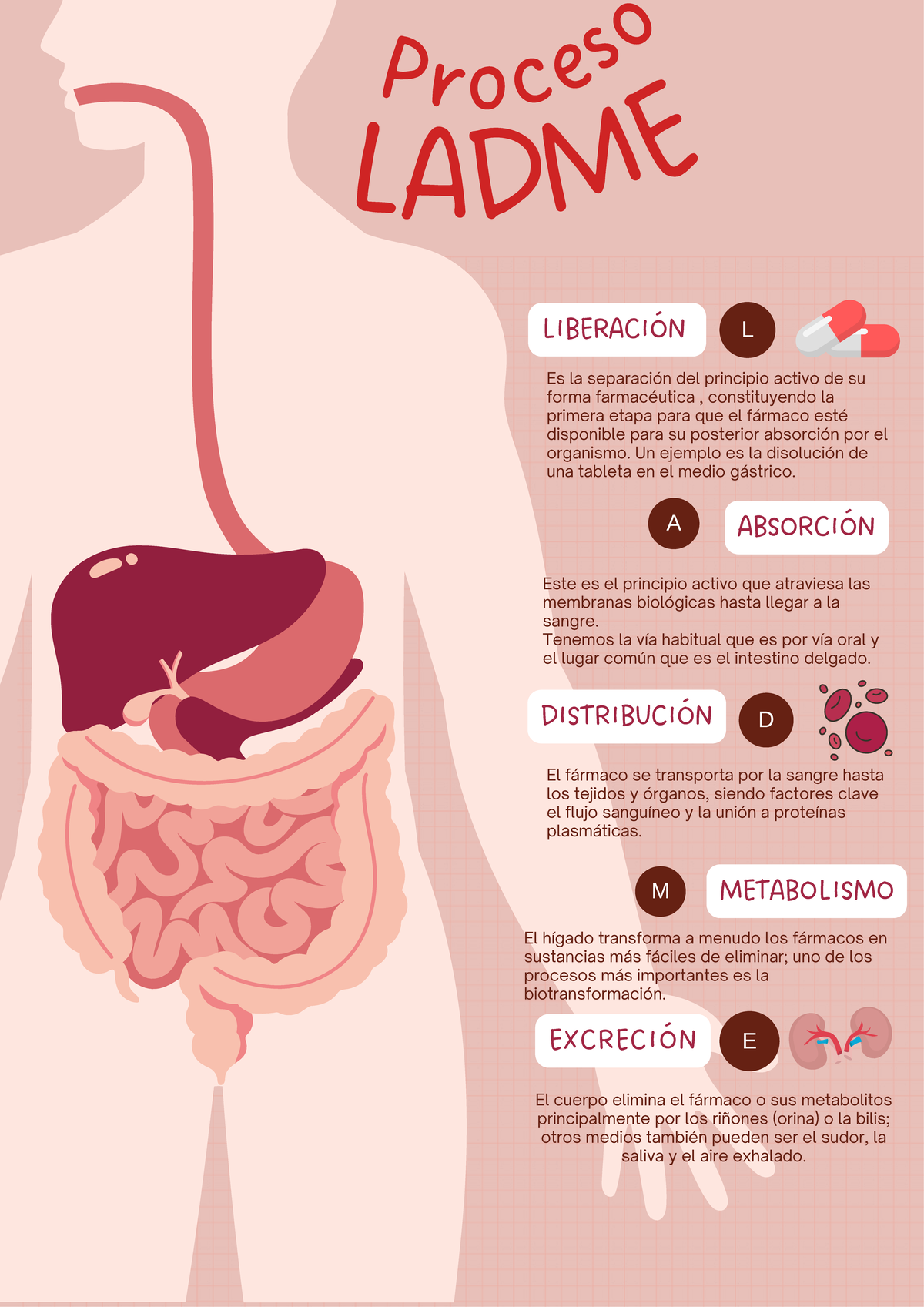 Proceso LADME: Liberación, Absorción, Distribución, Metabolismo y ...