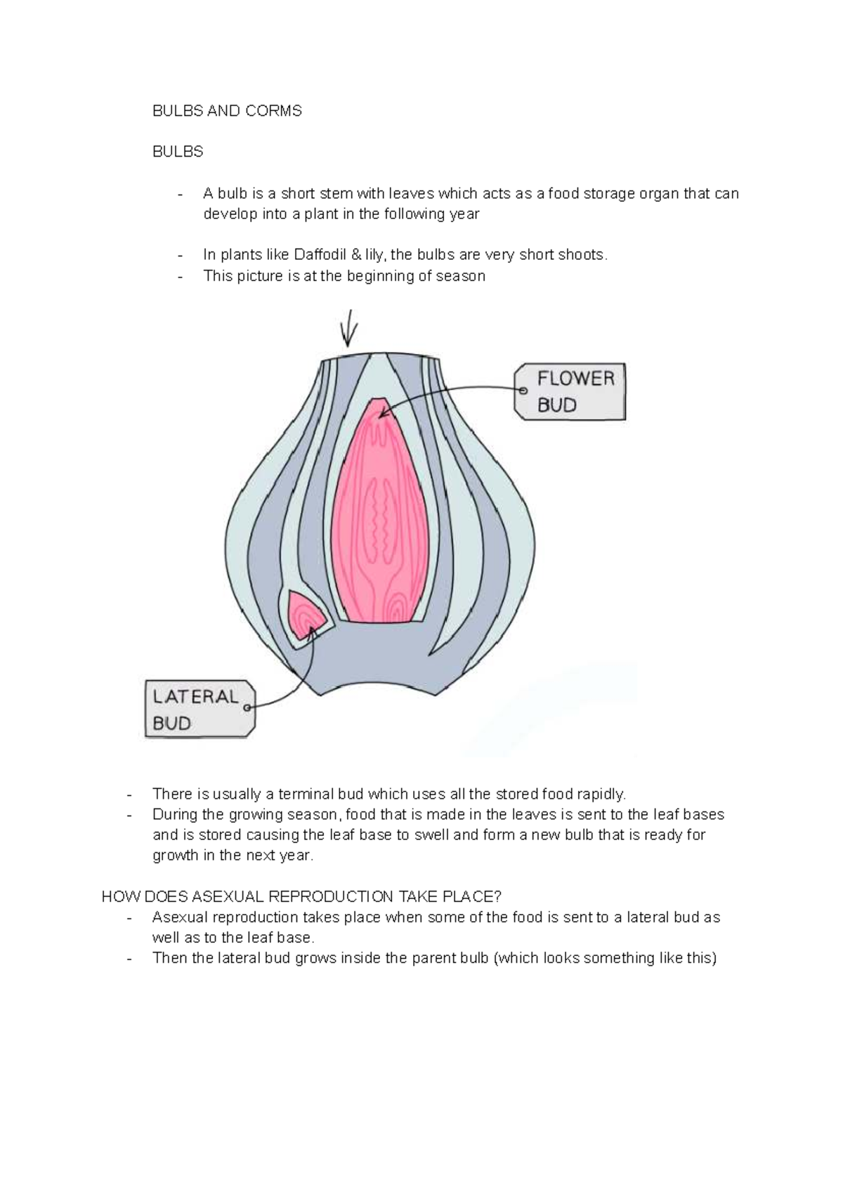 Biology Notes: Bulbs and Corms - Asexual Reproduction Insights - Studocu