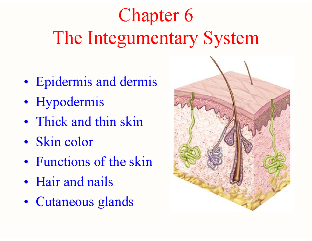 Integumentary System Overview: Structure, Function & Skin Conditions ...