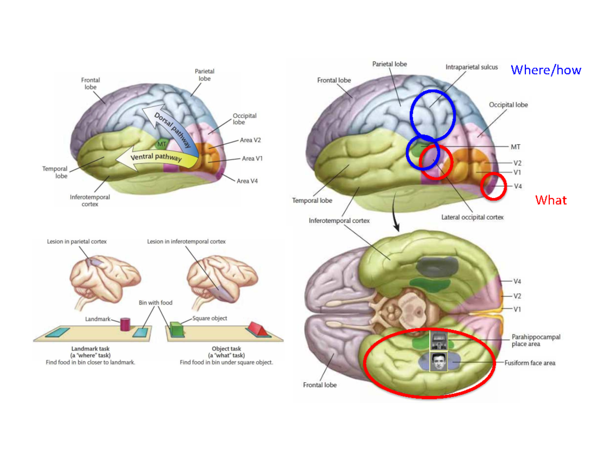 Understanding Object Recognition: Processes & Challenges in Visual Perception - Studocu