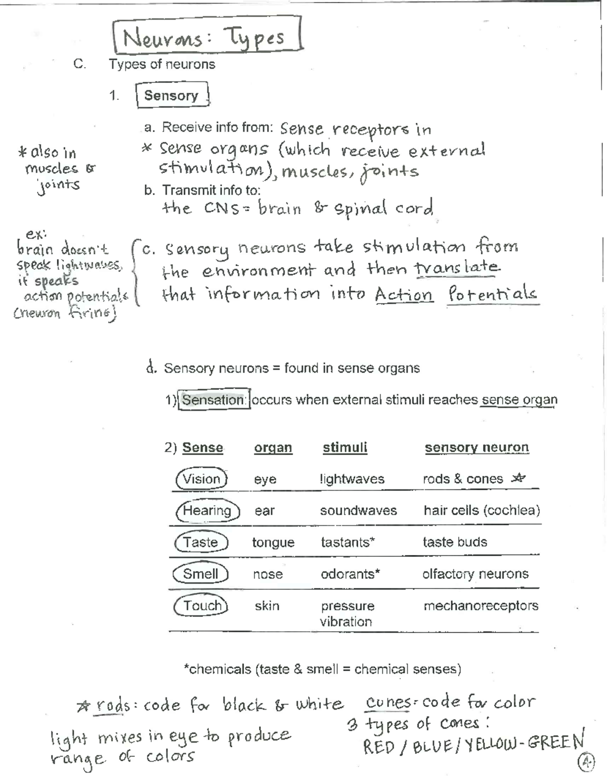 Neuroscience of Neurons: Action Potentials & Communication (Neuro 101 ...