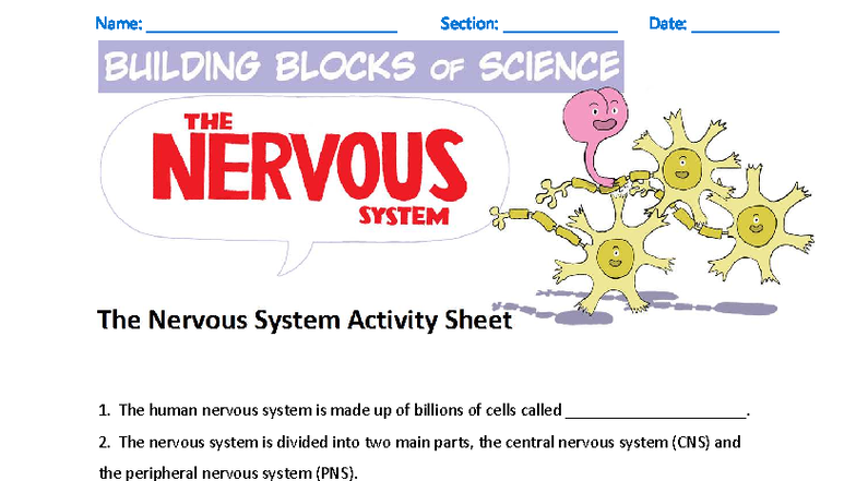 Nervous System Activity Sheet - Life Science (WS 1) - Studocu