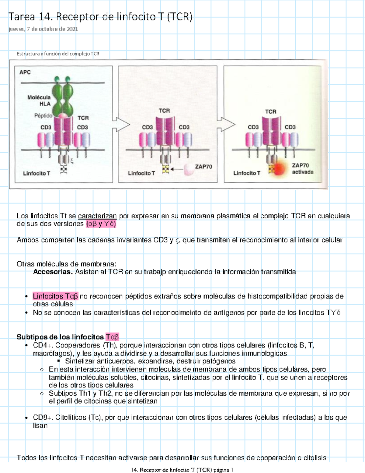 Diagrama De Celulas Linfocitos Organización Anatómica De Los