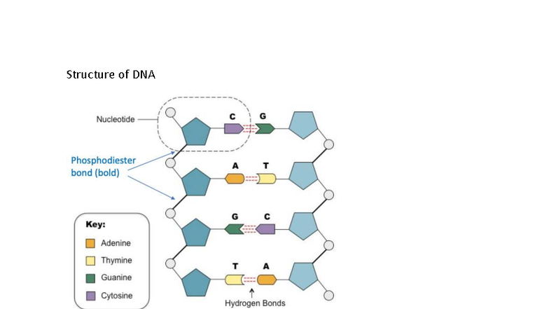 BABS1201 Lecture Notes: DNA Structure, Cell Division, and Gene ...