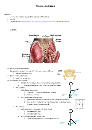 Chapitre - Muscles du Bassin - Muscles du Bassin Ressource : - - Studocu
