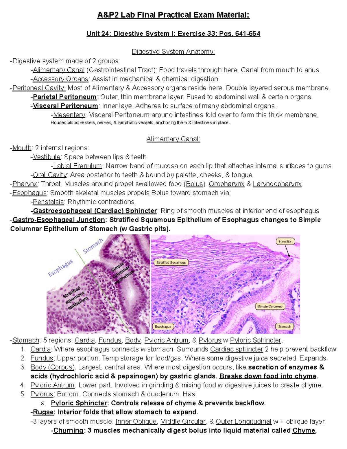 A&P2 Digestive & Urinary Systems Lab Final Exam Review Guide - Studocu