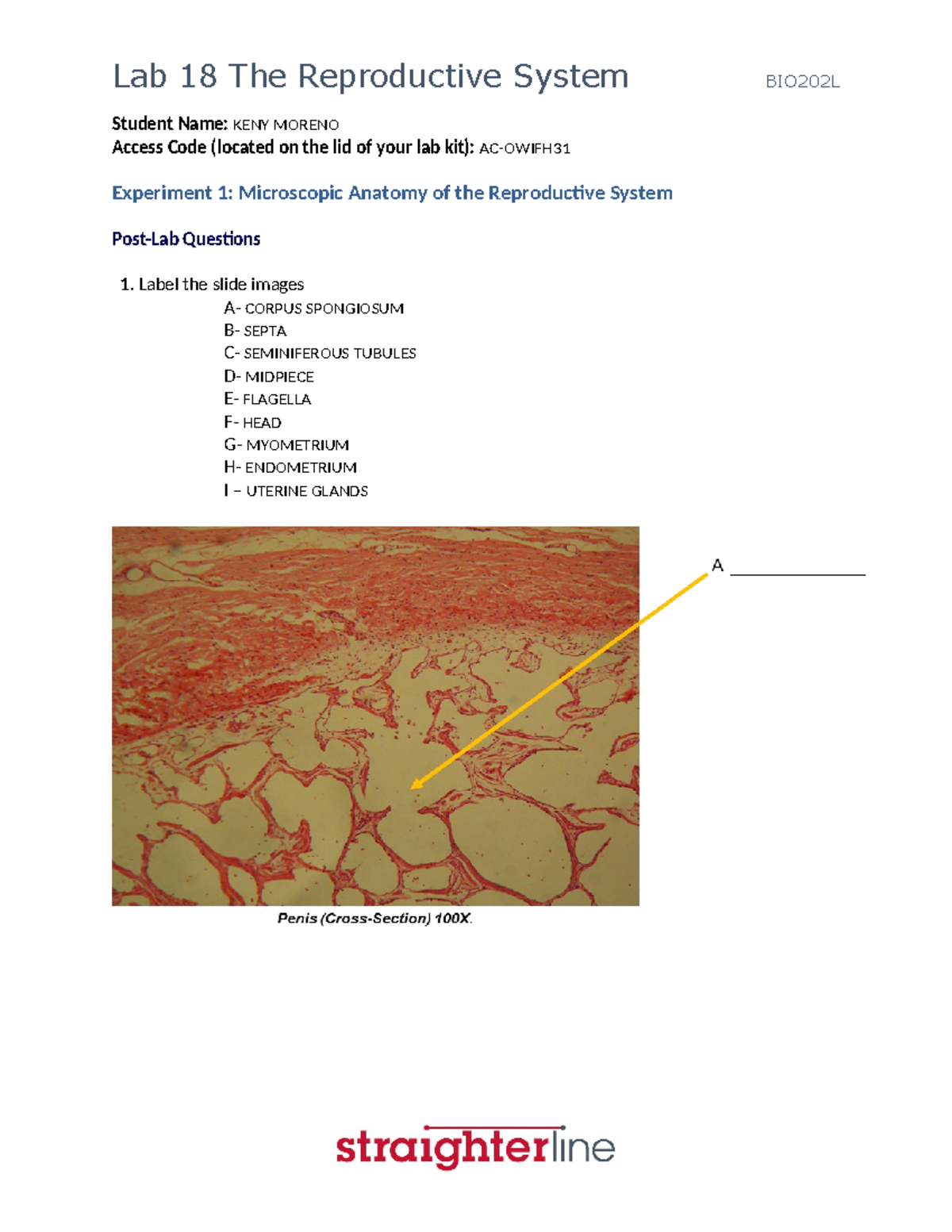 BIO202L Lab 18: Microscopic Anatomy & Fetal Pig Dissection Notes - Studocu
