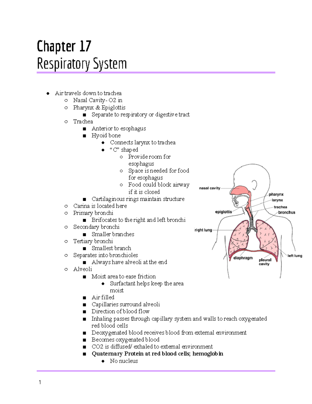 A & P Chapter 17 - Respiratory System - Chapter 17 Respiratory System ...