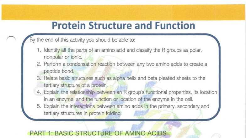 Protein Structure and Function: Amino Acids and Peptide Bonds - Studocu