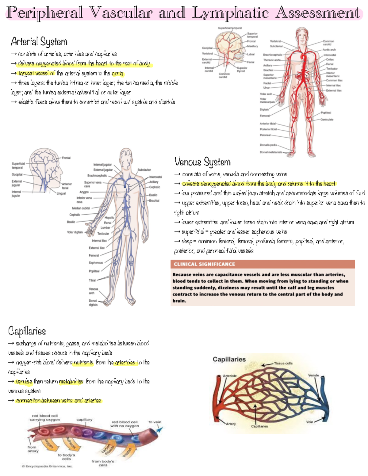 Ch 18: Comprehensive Guide to Peripheral Vascular & Lymphatic ...