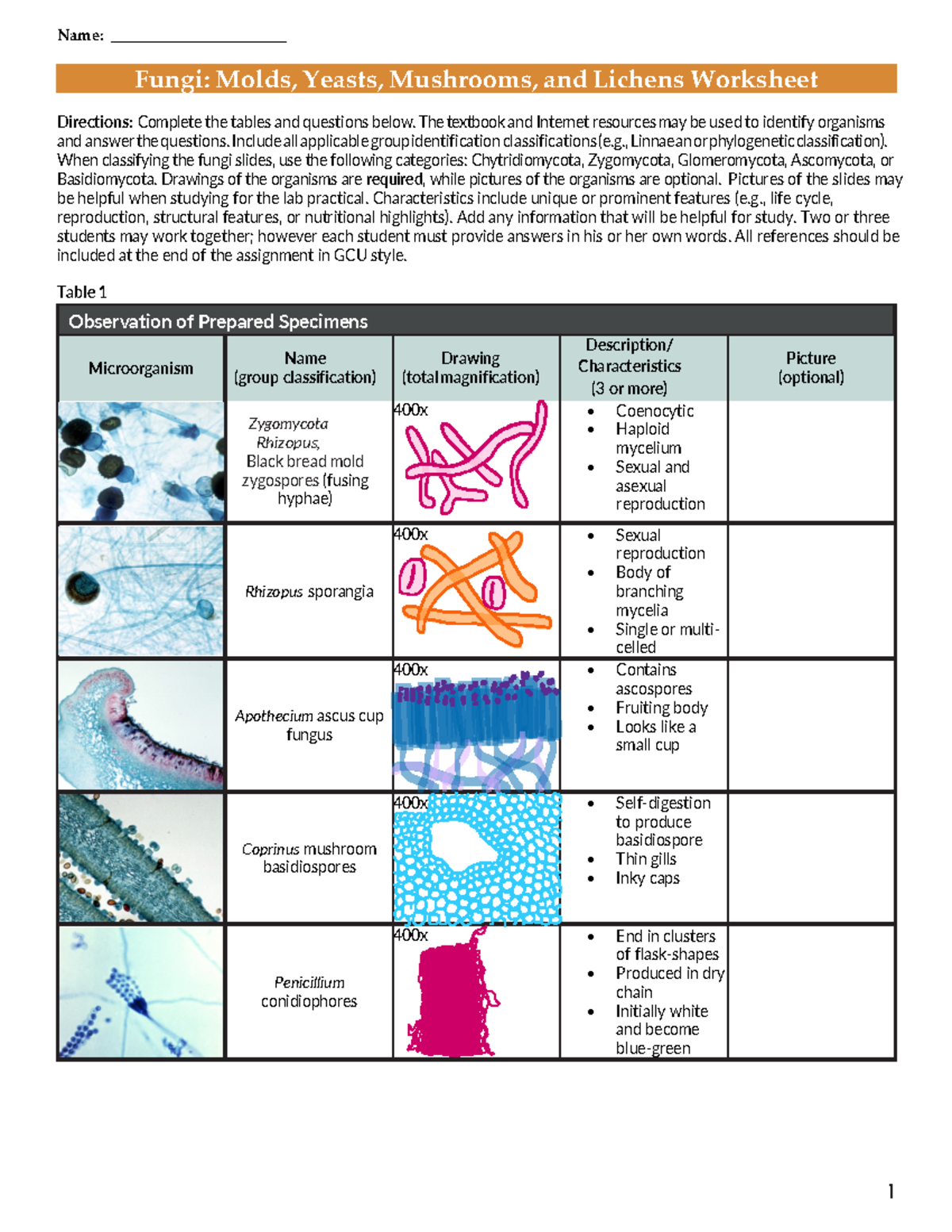Fungi Lab 3 Worksheet: Molds, Yeasts, and Mushrooms Analysis - Studocu