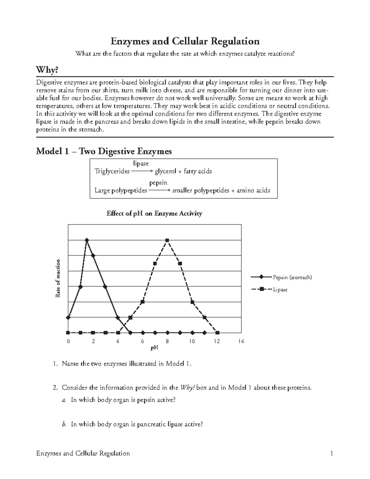 Pogil Worksheet: Enzymes and Cellular Regulation Analysis - Studocu