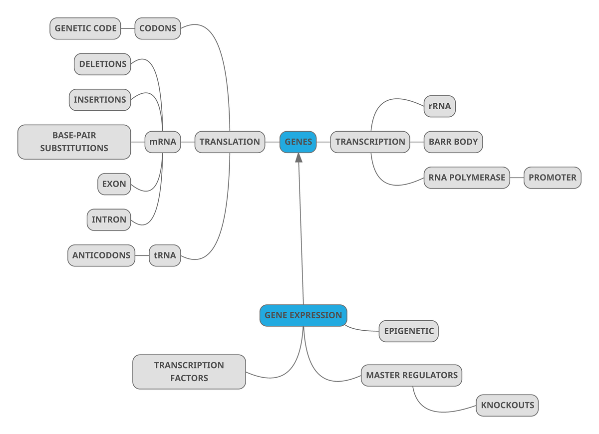 concept map 5 bio 189 - BIO 189 - TRANSLATION GENES TRANSCRIPTION rRNA ...