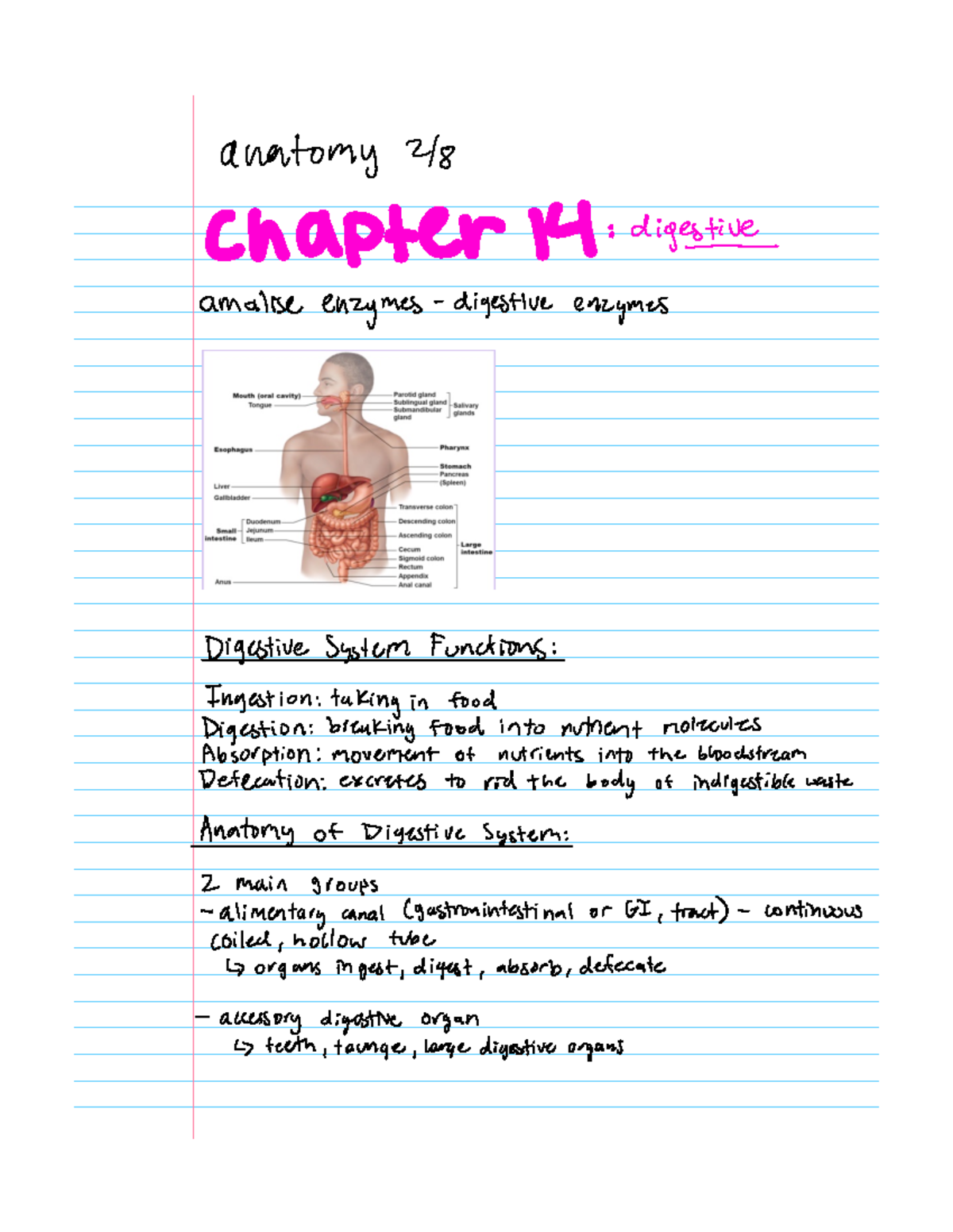 Chapter 14: Anatomy of the Digestive System (ANAT 101) - Studocu
