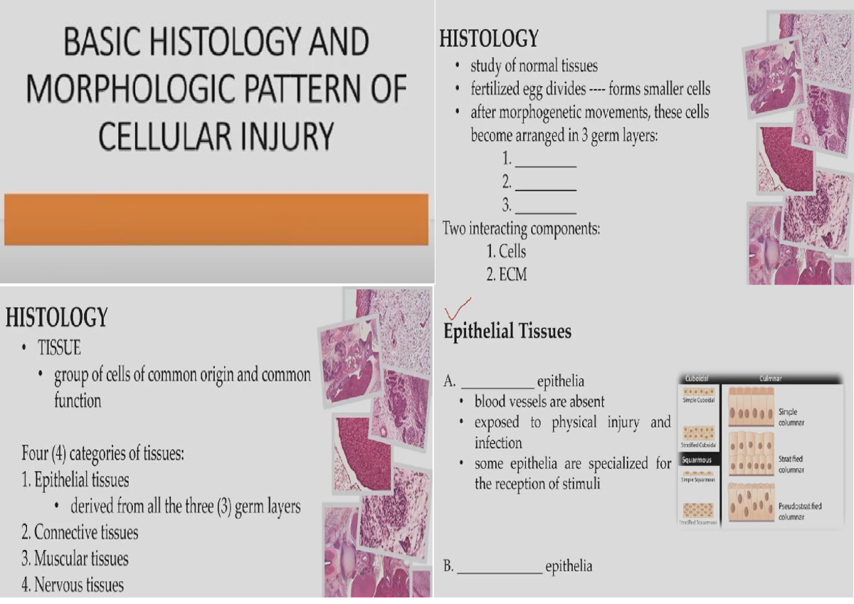 HPCT Basic Histology - histopath - BASIC HISTOLOGY AND HISTOLOGY study ...