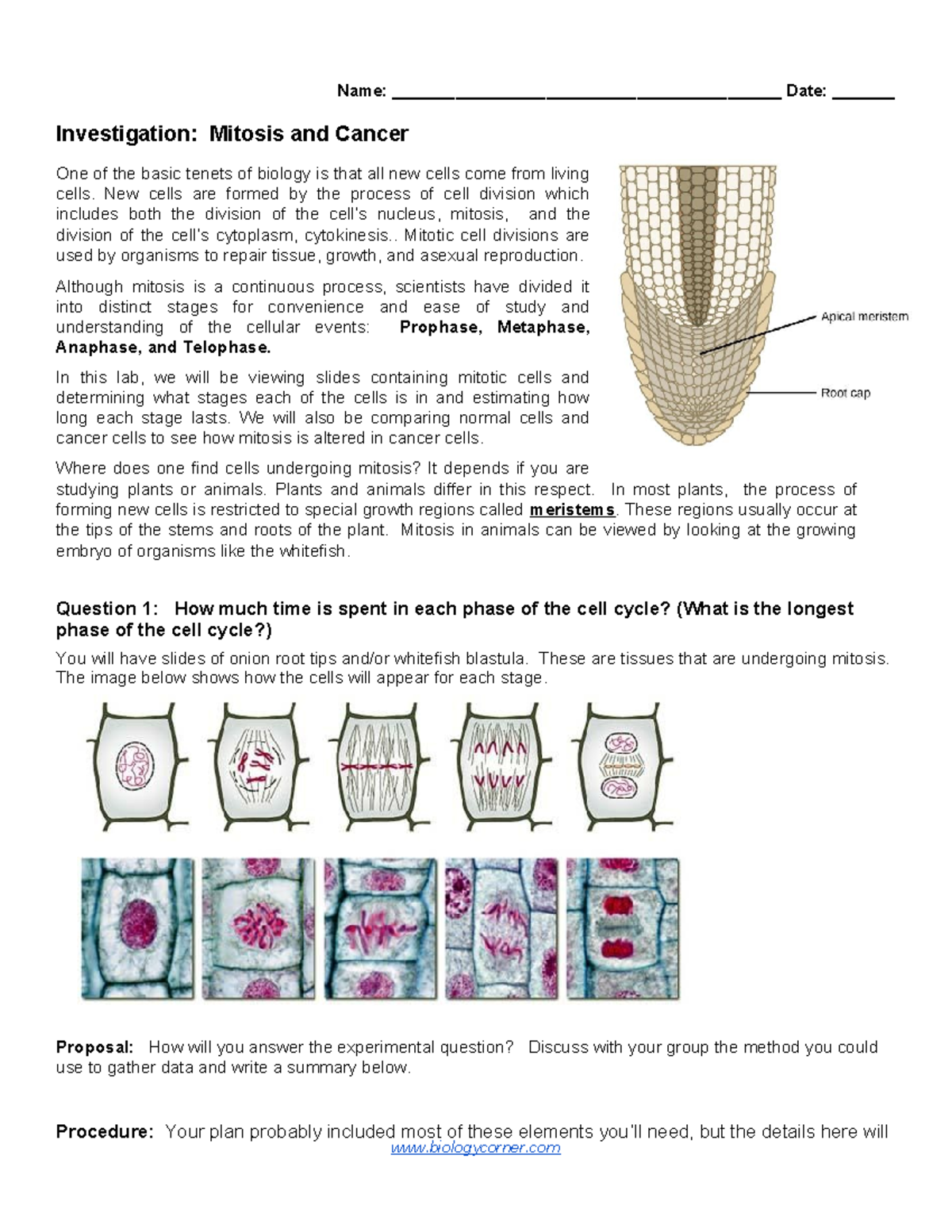 Investigation - Mitosis Stages and Cancer Cell Comparison - Studocu