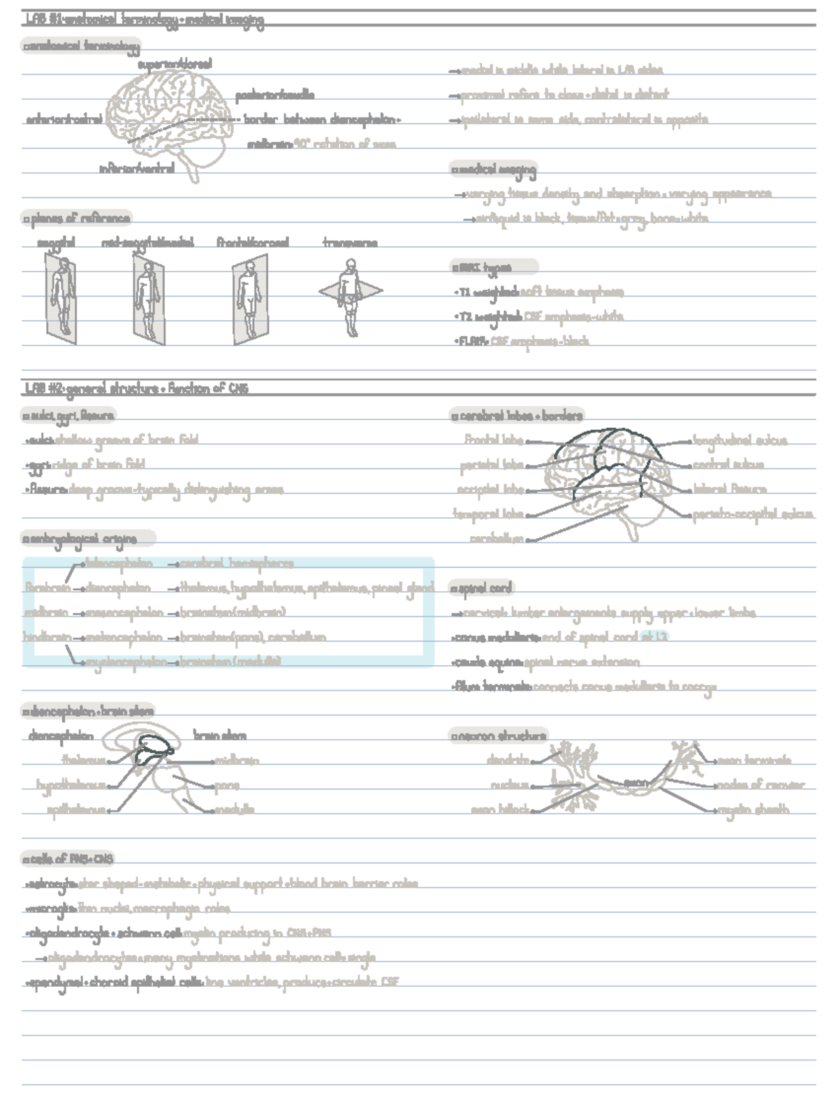 Bell ringer review - A anatomicalterminology medicalimaging ...