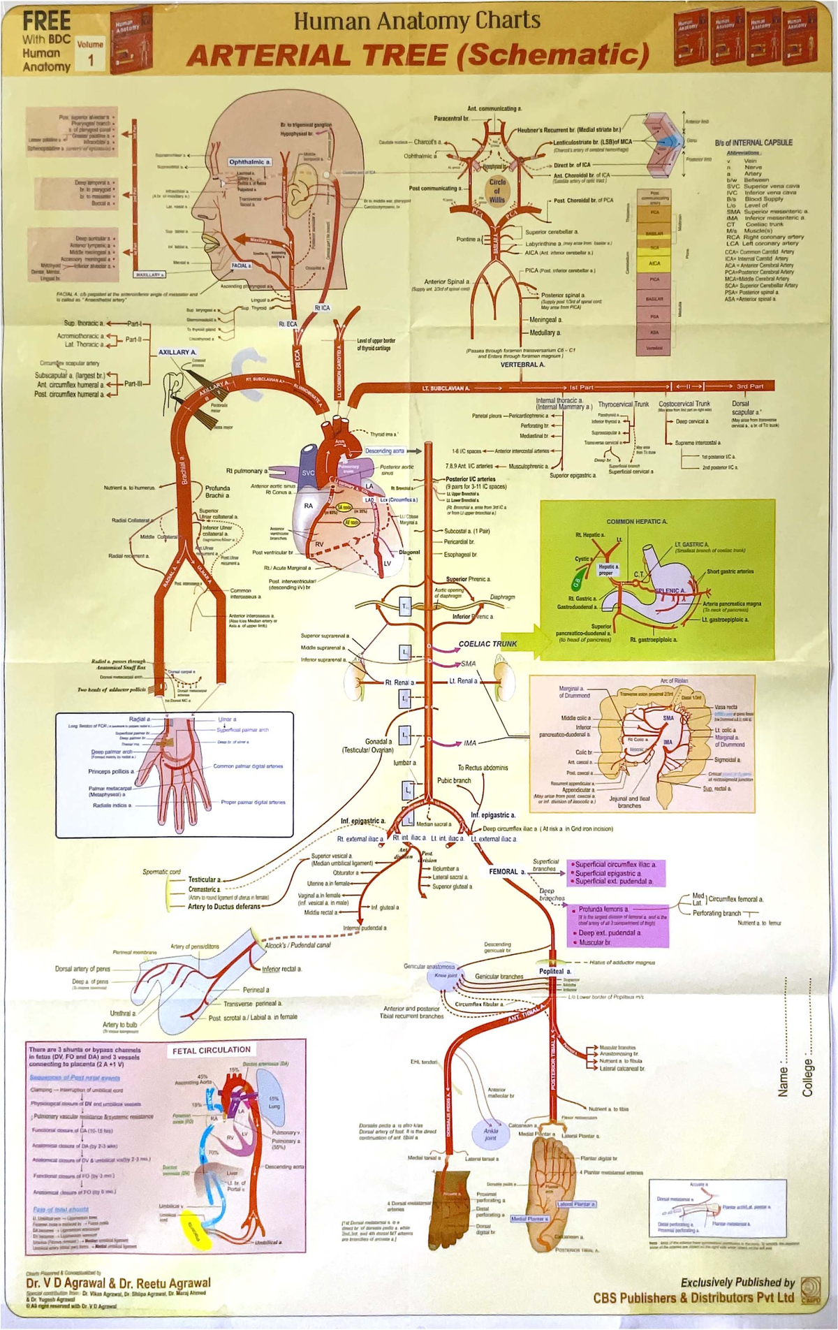 FREE Human Anatomy Charts: BDC Volume Human 1 - Arterial Tree Schematic ...