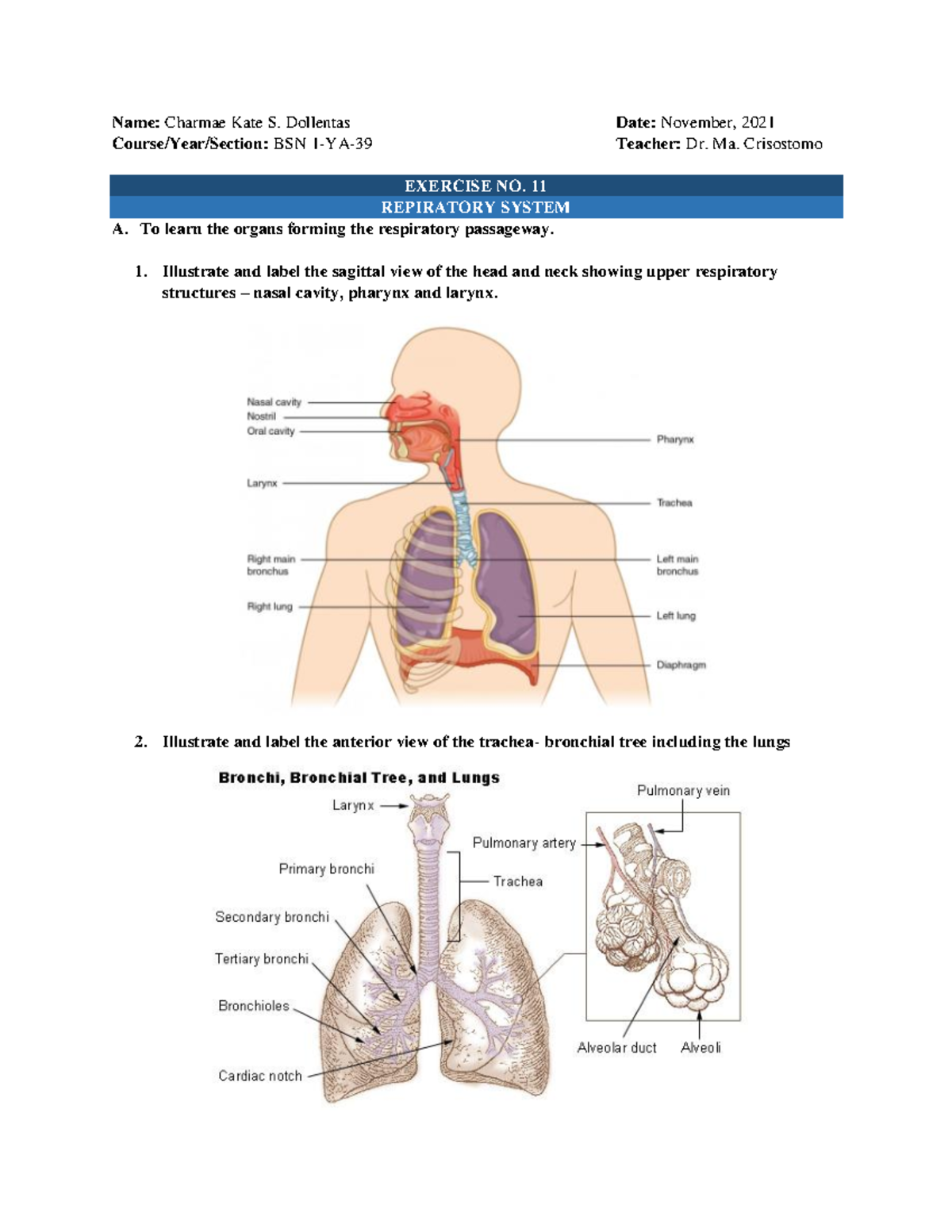 Anatomy and Physiology: Respiratory System Overview - BSN 1-YA-39 - Studocu