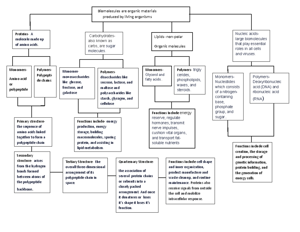 Biomolecules-final - BIOCHEM - Functions Include cell shape and inner ...