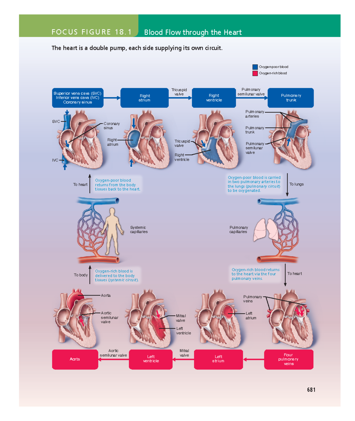 Blood Flow Through the Heart: Understanding Circulatory Pathways - Studocu