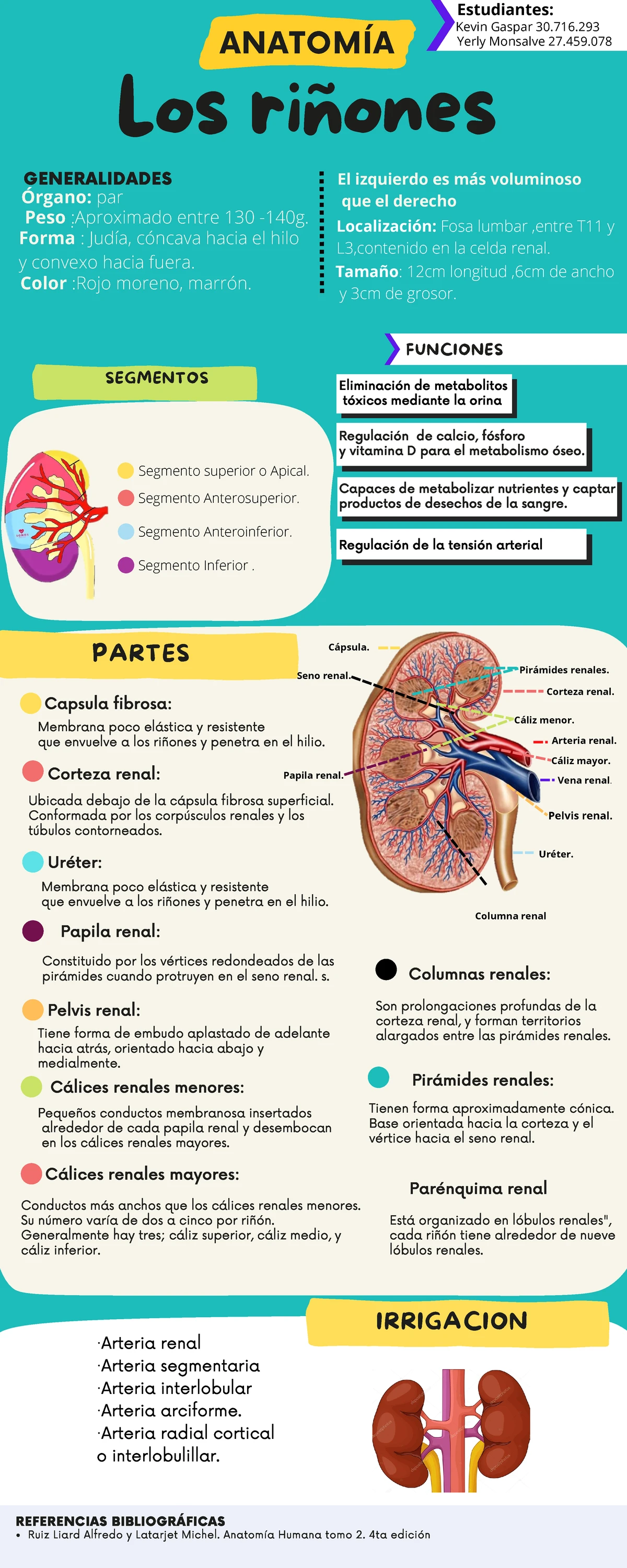 Árbol Bronquial: Estructura y Función de los Bronquios y Alvéolos - Studocu