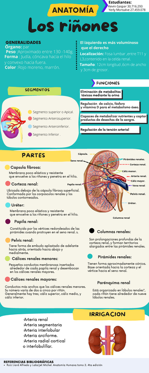 Características Morfológicas del Cúbito y Radio - Guía de Estudio - Studocu